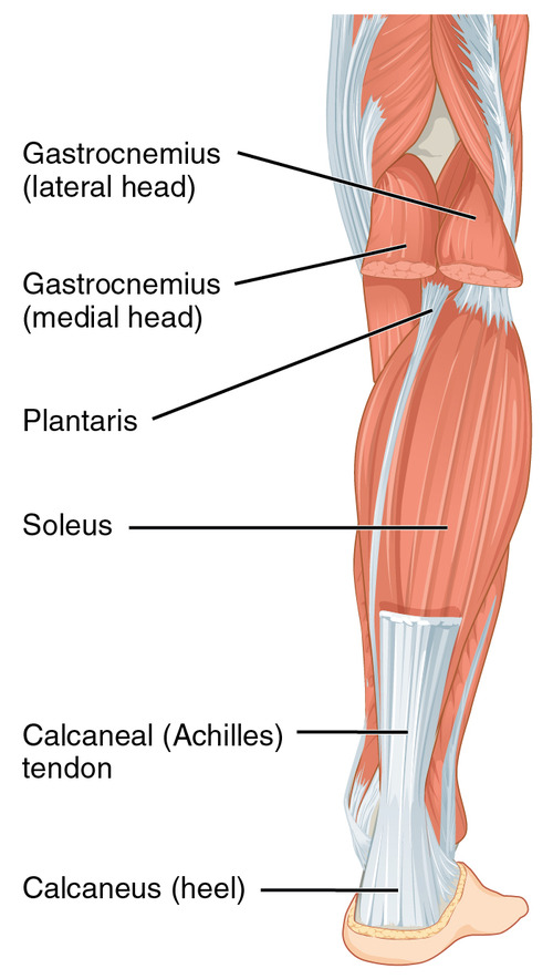 Torn Achilles Tendon - SportsMD